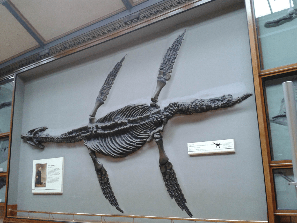 Mary Anning s Plesiosaur Fossil World By Isa
